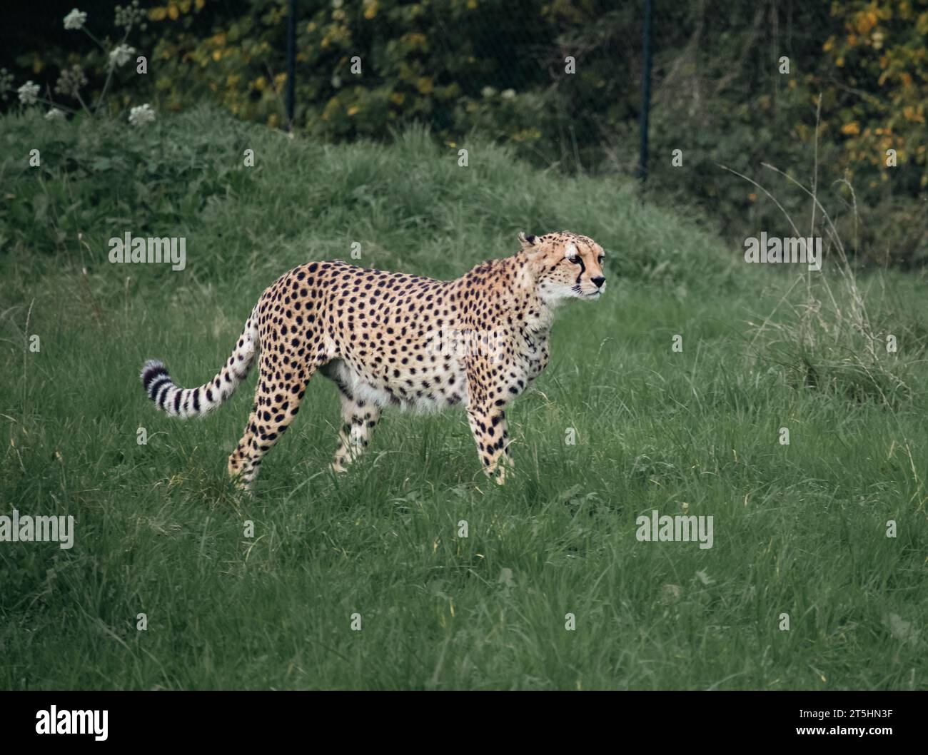 Cheetah moving tail hi-res stock photography and images - Alamy