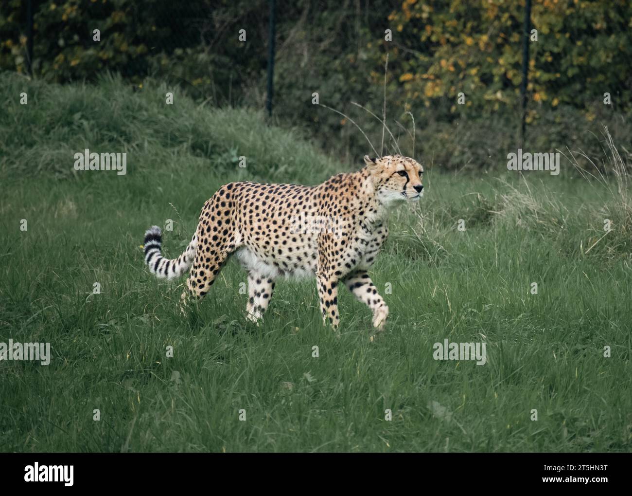 Cheetahs Hunt For Food During The Day at Claire Grissom blog