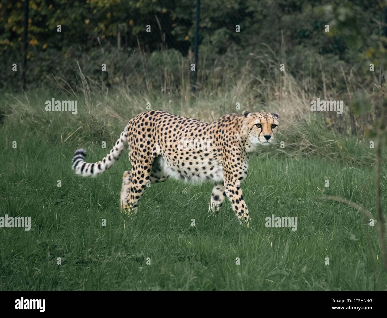 Cheetah moving tail hi-res stock photography and images - Alamy