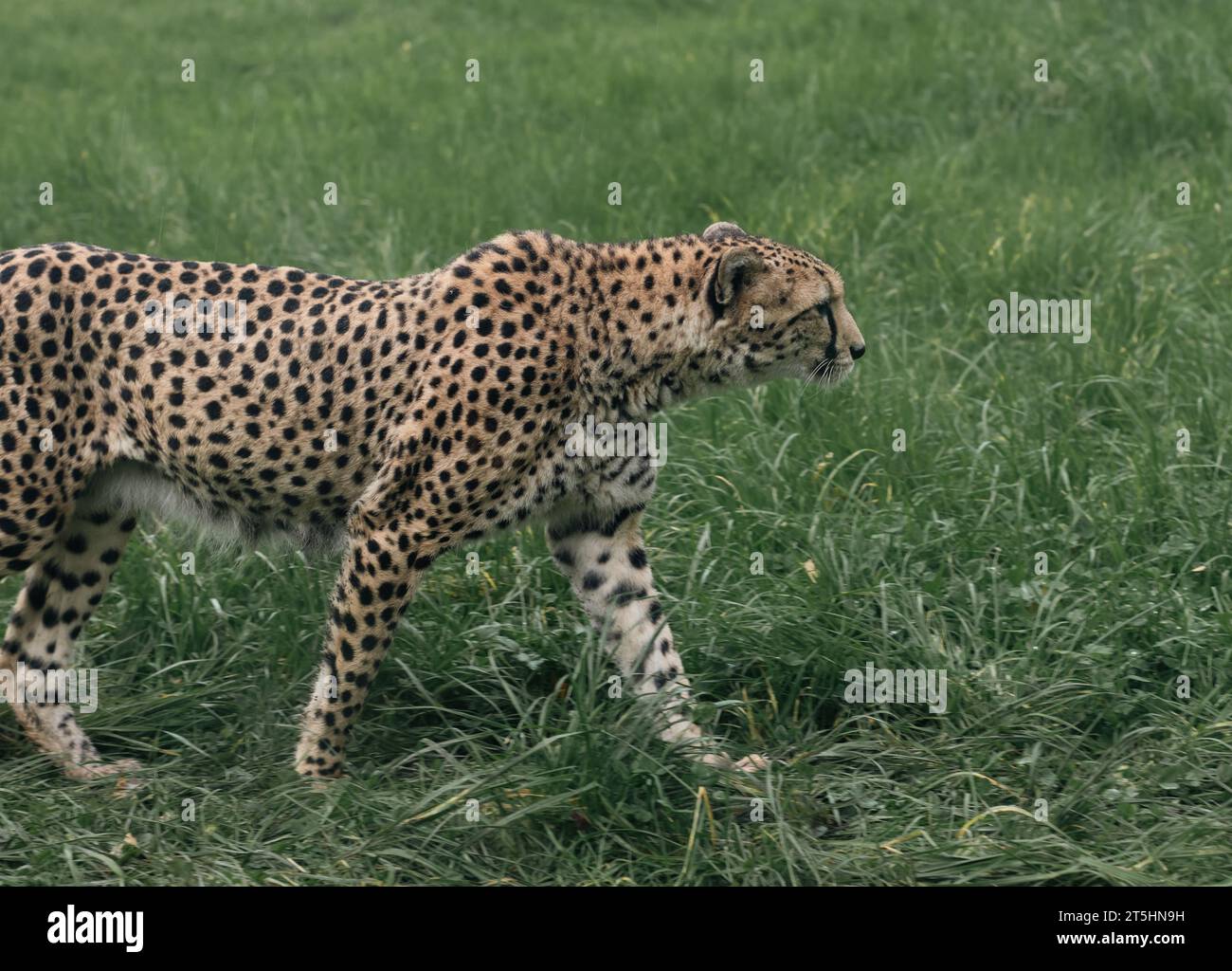 Male Cheetah, walking around on the hunt for food at Bristol Zoo taken ...