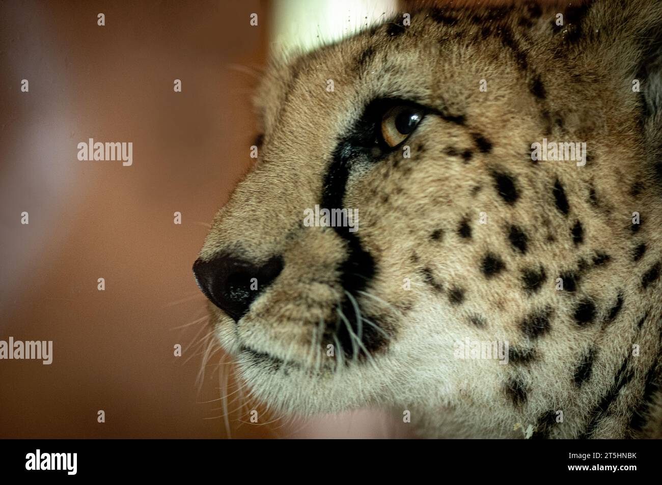 Male Cheetah, walking around on the hunt for food at Bristol Zoo taken ...