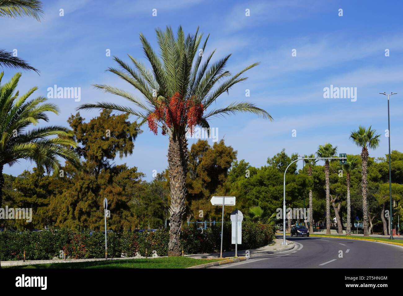 A date palm tree, or Phoenix dactylifera, with fruit, in Attica, Greece ...