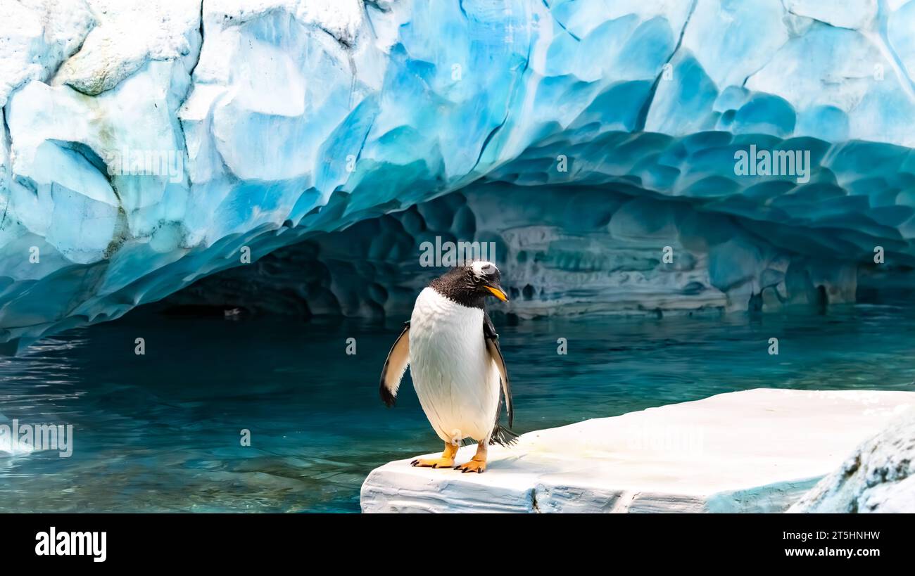 Emperor penguin diving hi-res stock photography and images - Alamy