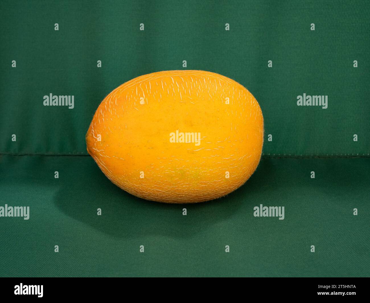 Big yellow melon with orange tint on the dark green fabric outdoors ...