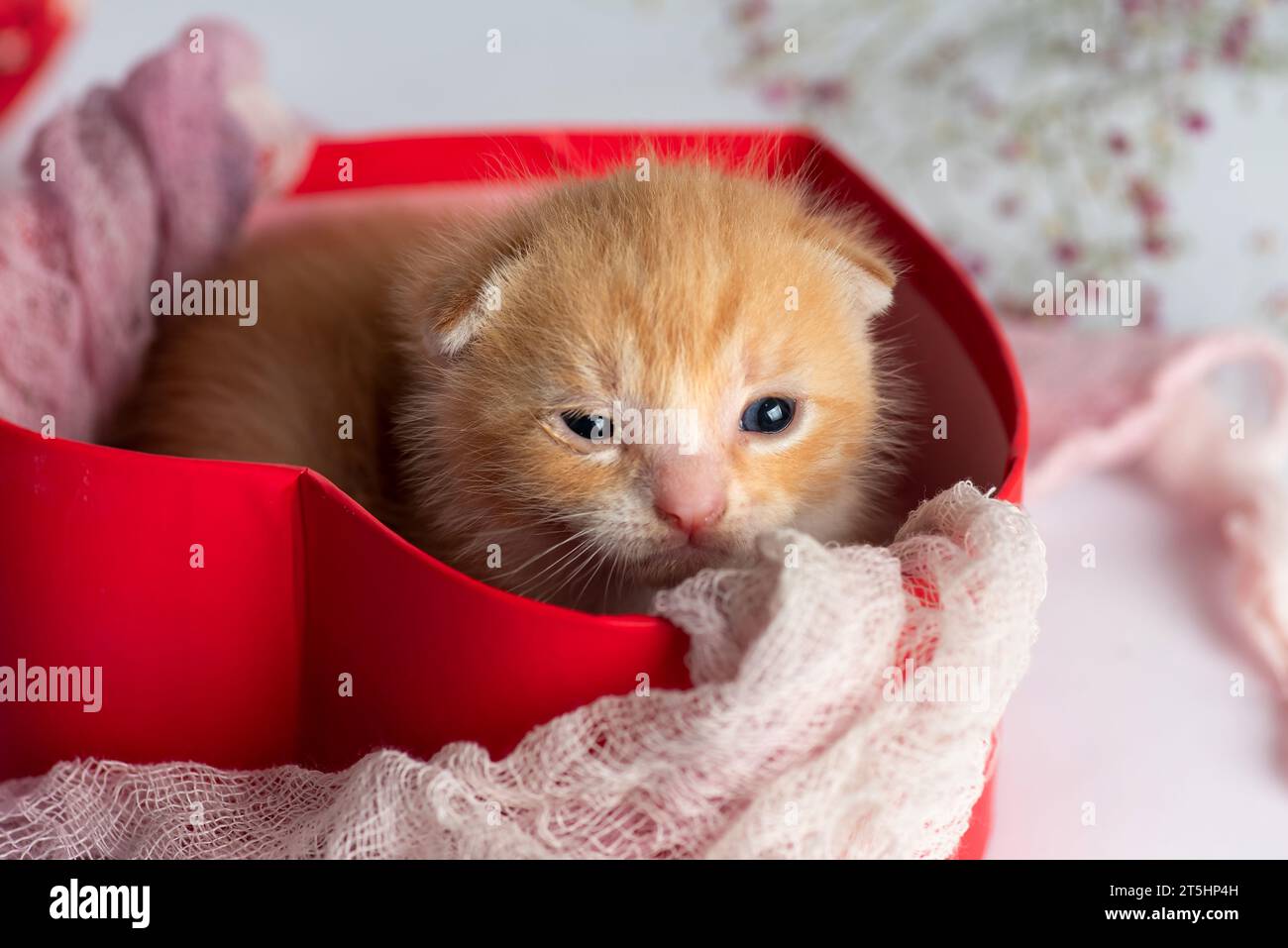 Little kitten out cardboard box hi-res stock photography and images - Alamy