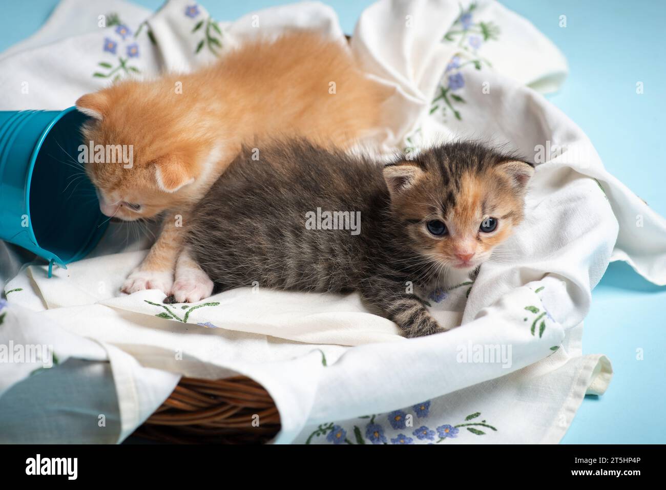 Two adorable newborn colorful kittens take their first clumsy steps in ...