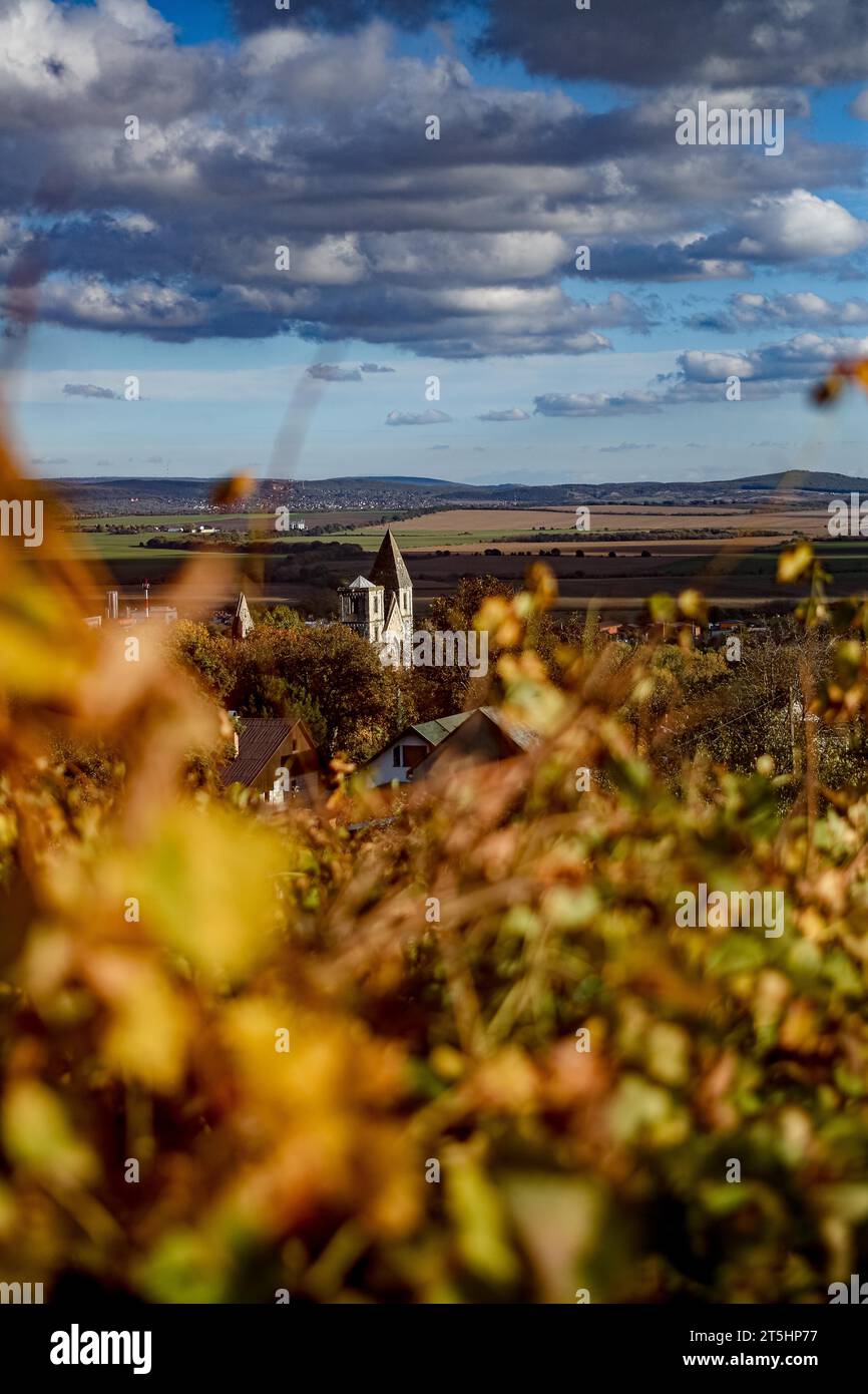 Budapest, Hungary, Hungary. 5th Nov, 2023. A vineyard in the autumn in ...
