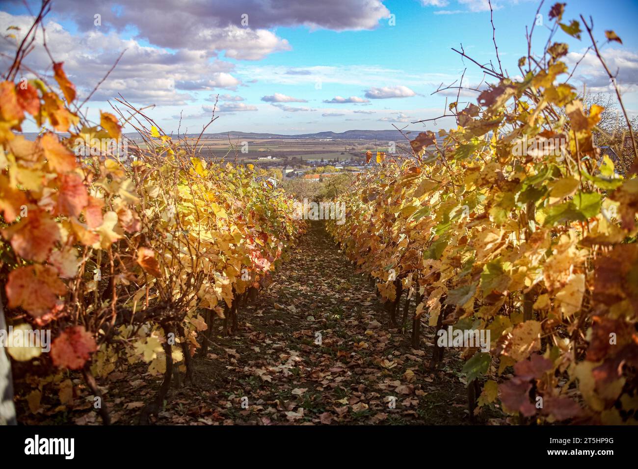 Budapest, Hungary, Hungary. 5th Nov, 2023. A vineyard in the autumn in ...