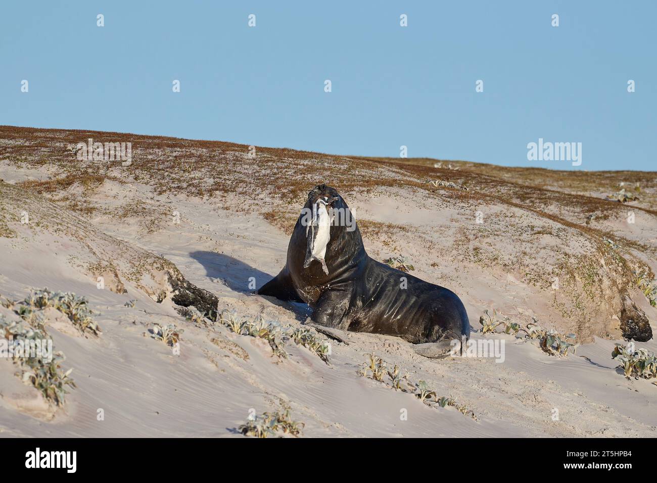 Large male Southern Sea Lion (Otaria flavescens) carrying a freshly ...