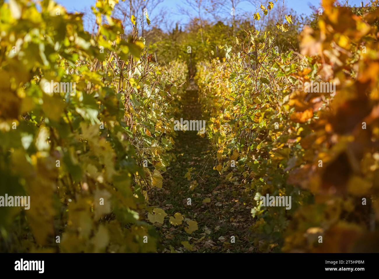Budapest, Hungary, Hungary. 5th Nov, 2023. A vineyard in the autumn in ...