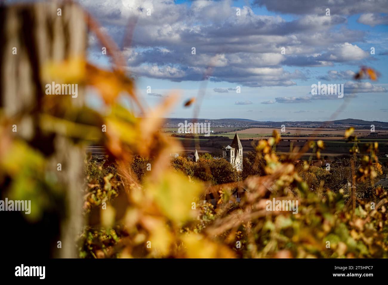 Budapest, Hungary, Hungary. 5th Nov, 2023. A vineyard in the autumn in ...