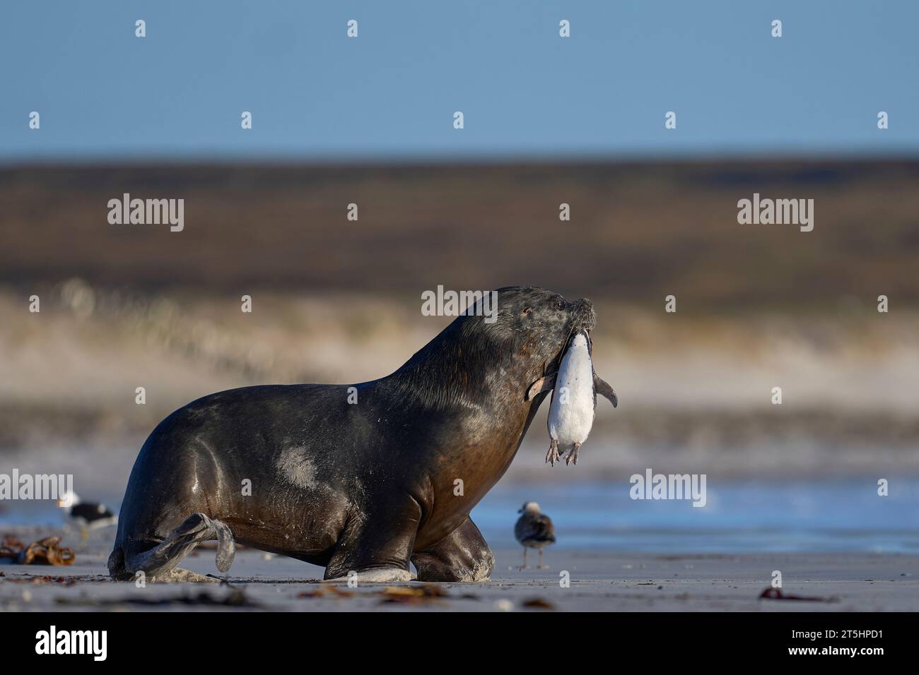Large male Southern Sea Lion (Otaria flavescens) carrying a freshly ...