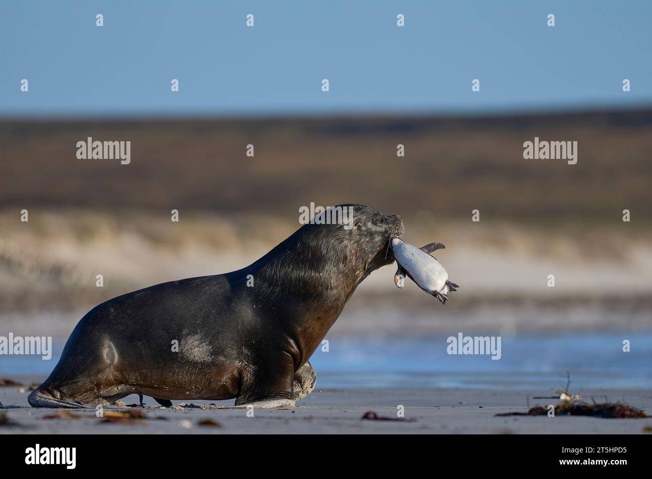 Large male Southern Sea Lion (Otaria flavescens) carrying a freshly ...