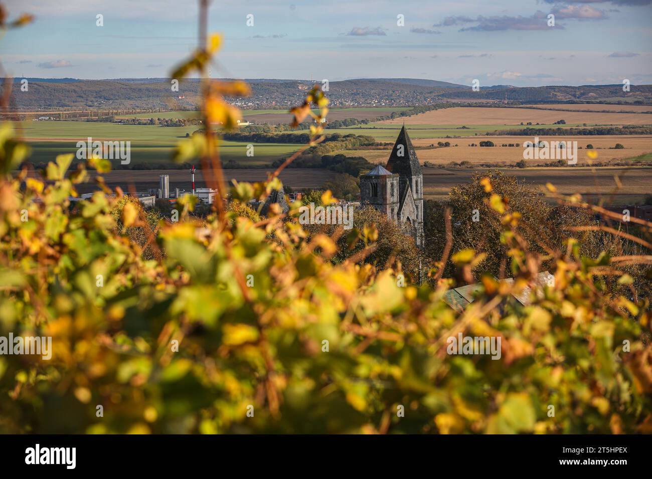 Budapest, Hungary, Hungary. 5th Nov, 2023. A vineyard in the autumn in ...