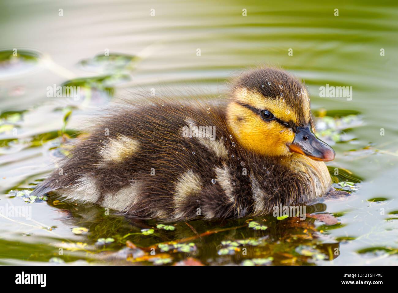 Clumsy goose hi-res stock photography and images - Alamy