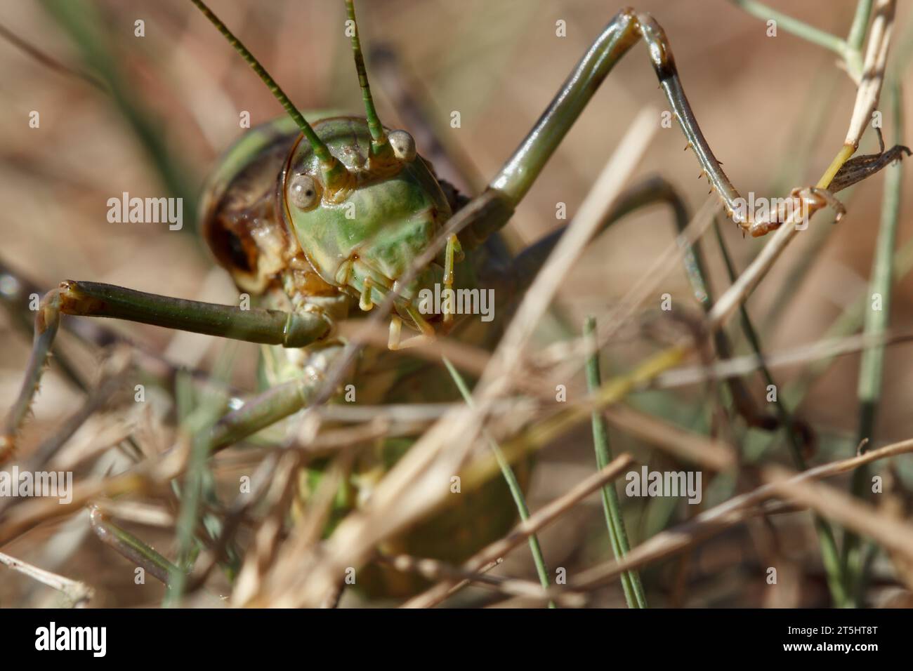 Frontal closeup of the grasshopper Steropleurus andalusius walking ...