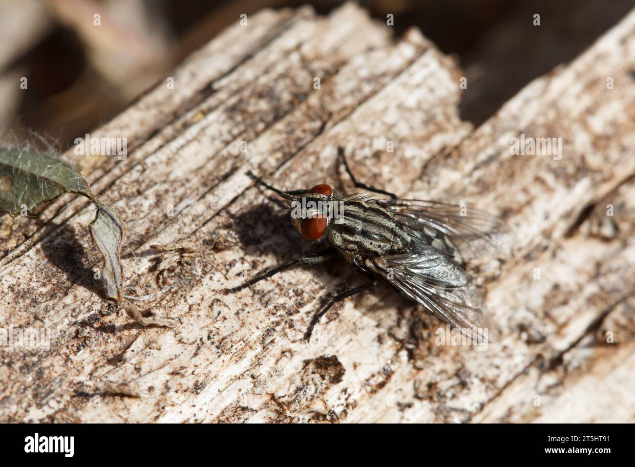 Fly of the species Sarcophaga carnaria on decaying tree trunk ...