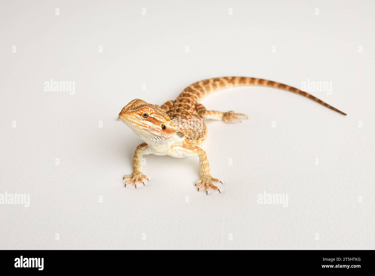 Bearded dragon, isolated on white background, Tiger Pattern Morphs ...