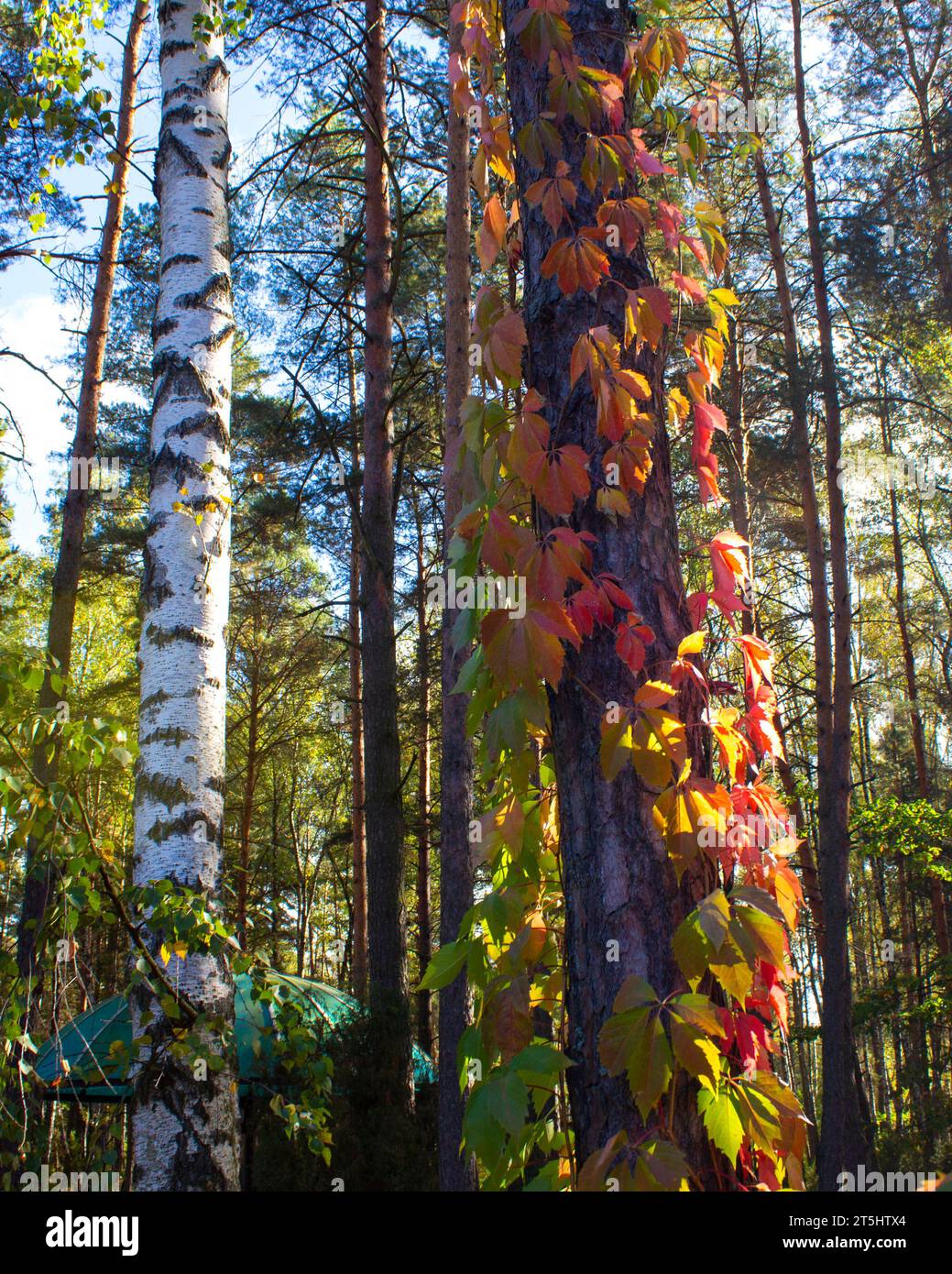 City park in the fall. Bright fall foliage, tree trunks, sunny day ...