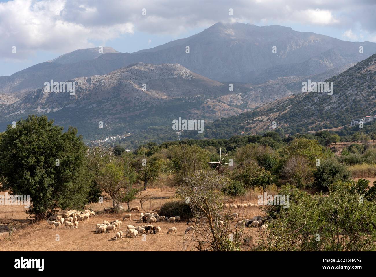 Lasithi plateau, Crete, Greece. 30.09.2023. Distant mountains and field with sheep grazing on ...