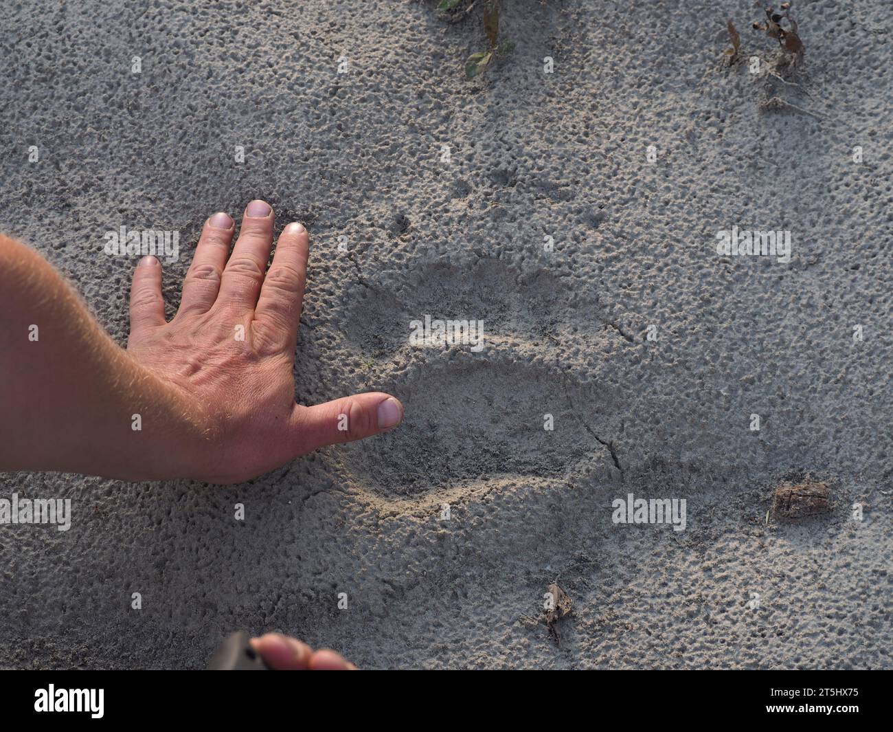 Grizzly bear tracks hi-res stock photography and images - Alamy