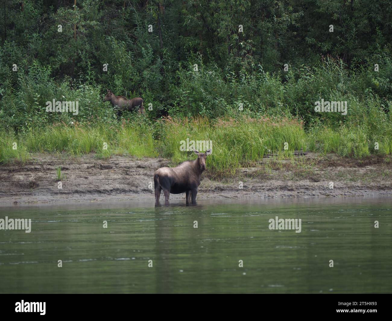 Moose animals hi-res stock photography and images - Alamy