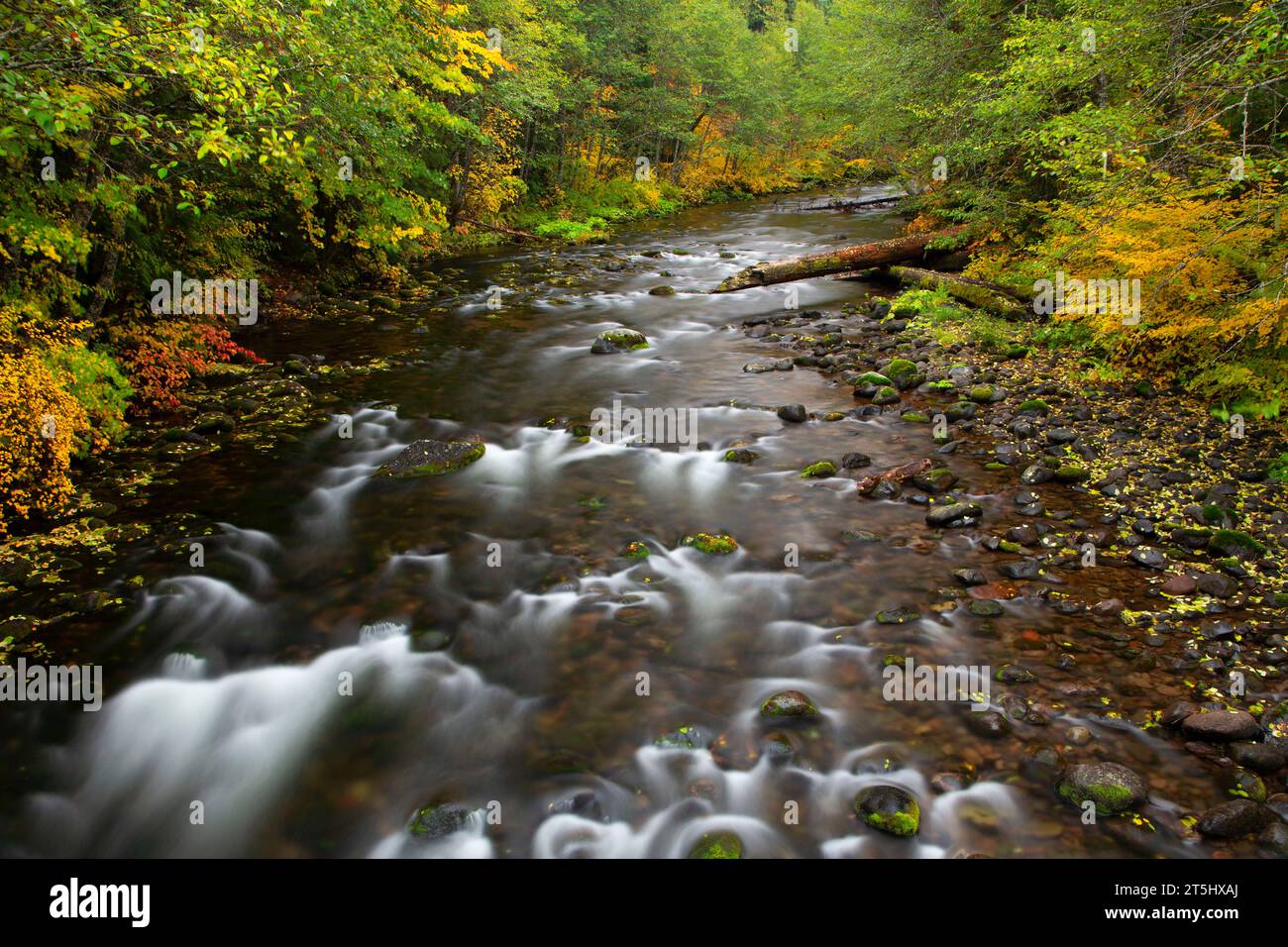 North Santiam River, Willamette National Forest, West Cascades Scenic ...