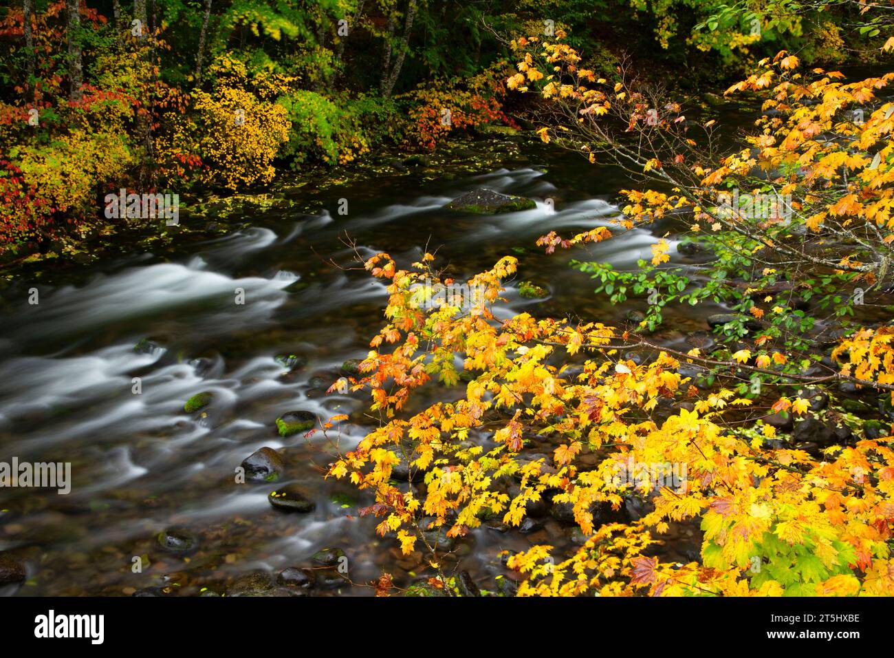 North Santiam River, Willamette National Forest, West Cascades Scenic ...