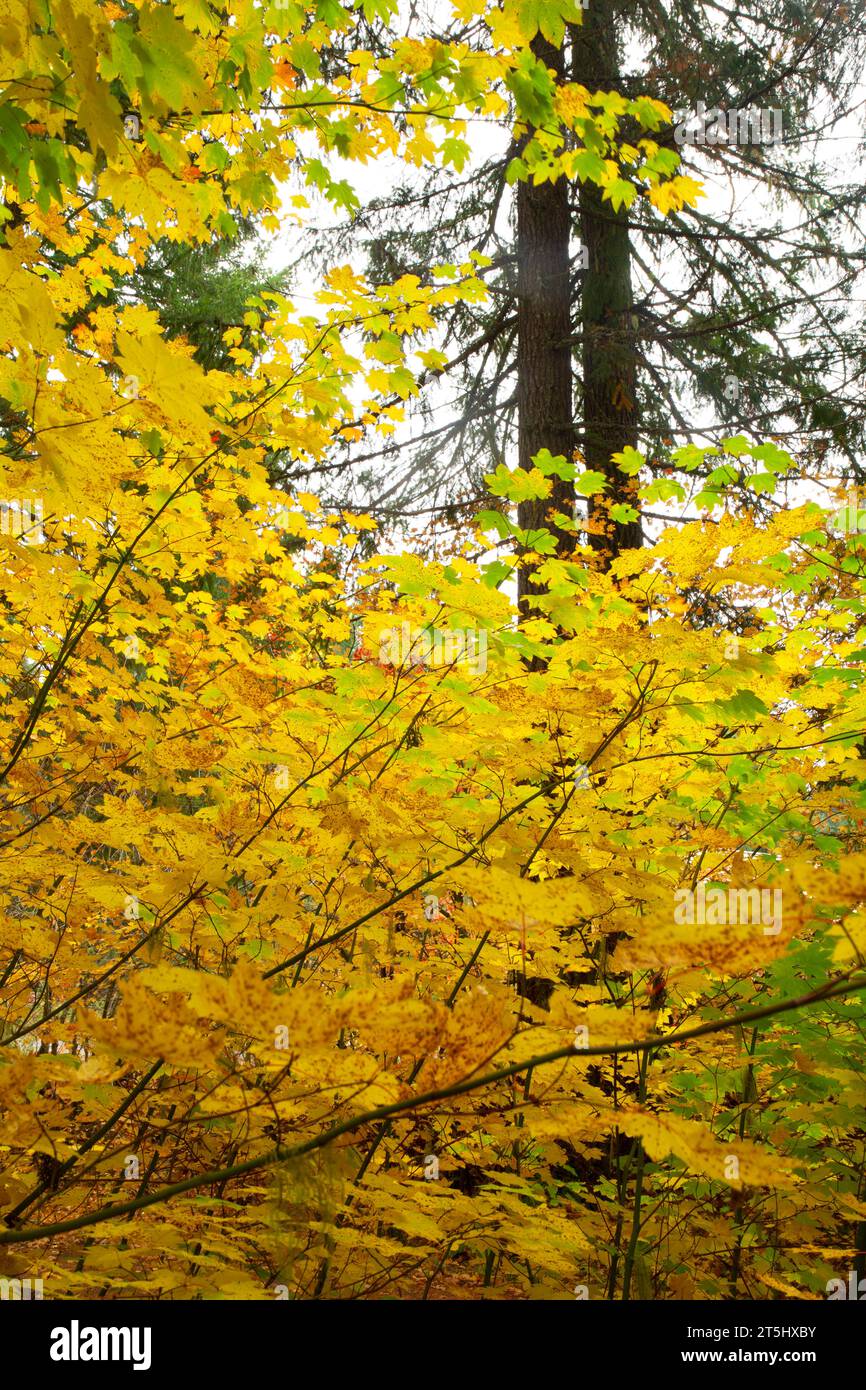 Vine maple (Acer circinatum), Willamette National Forest, West Cascades ...