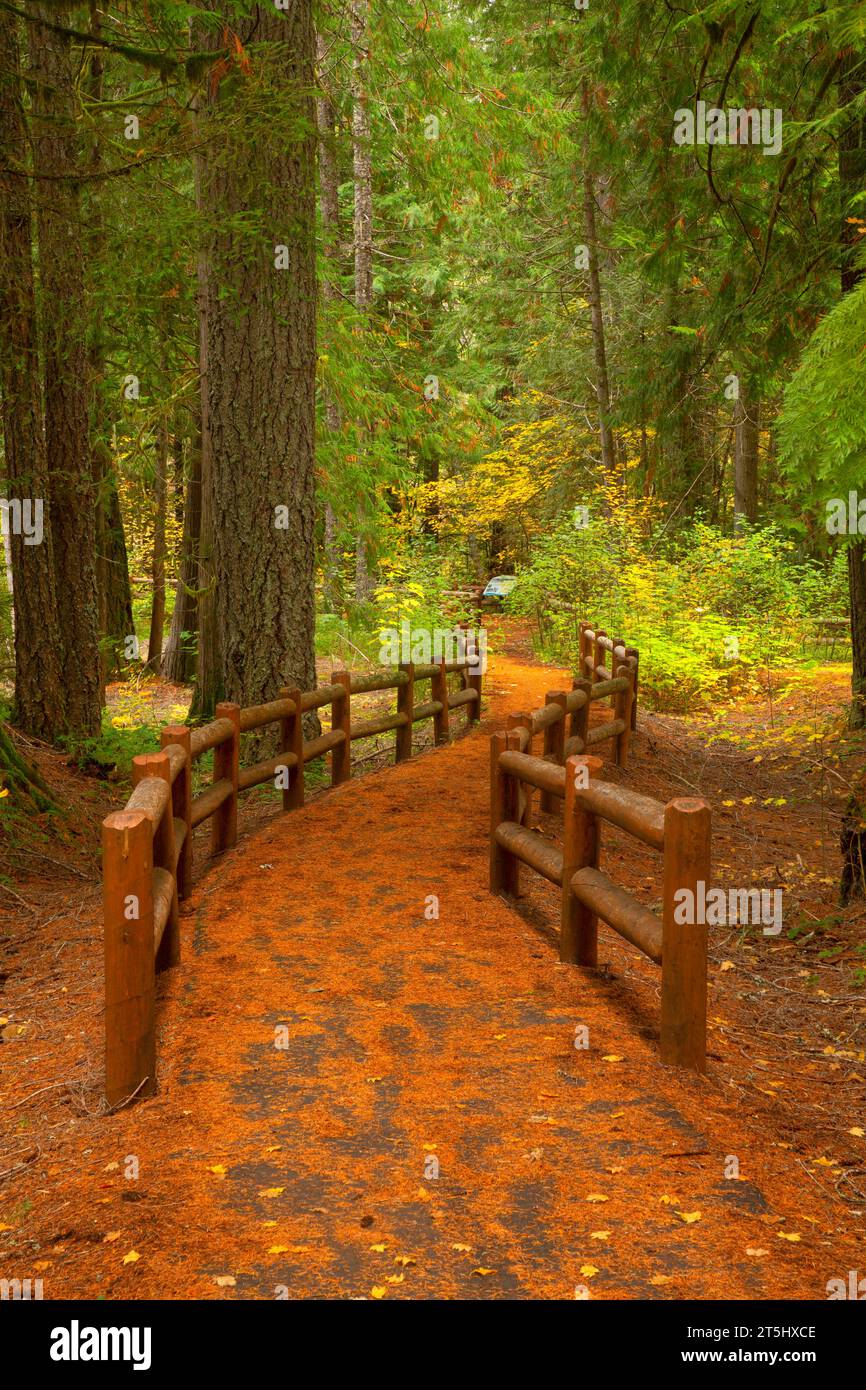 Marion Forks nature trail, Willamette National Forest, West Cascades ...