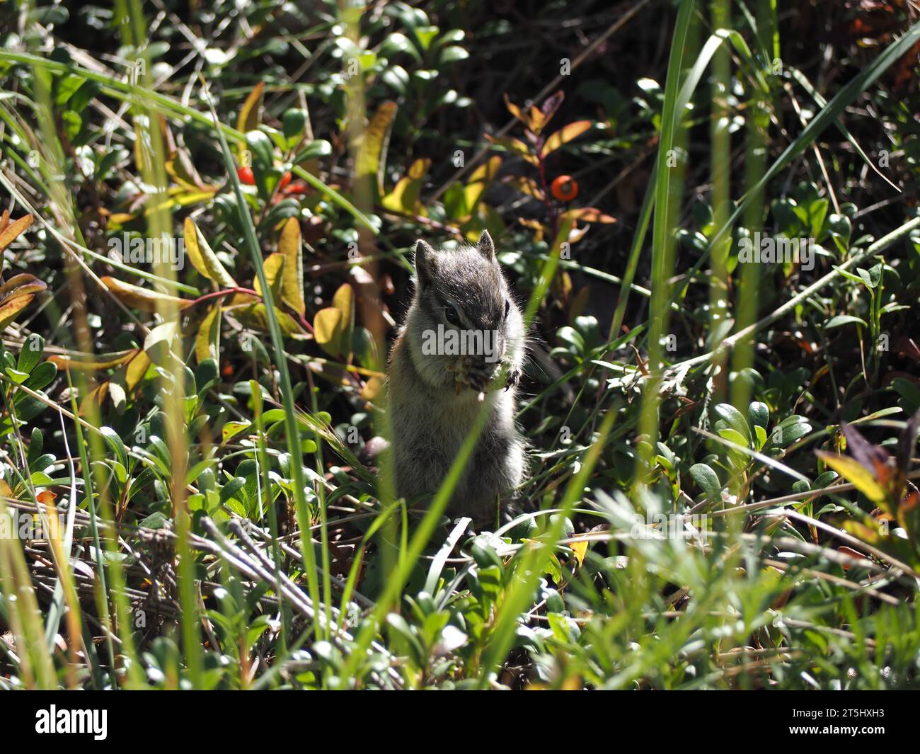 Eating themes hi-res stock photography and images - Alamy