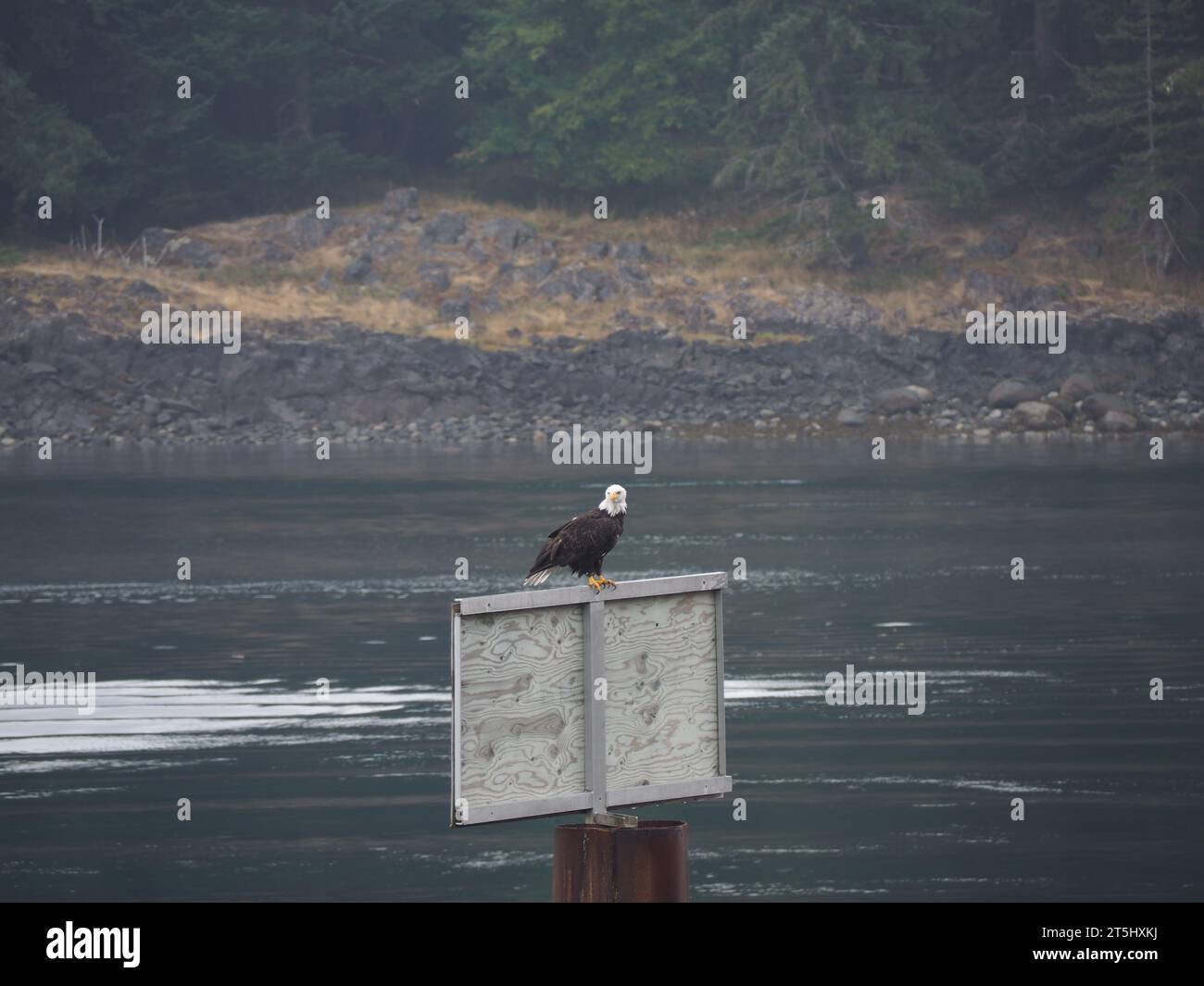 bald eagle over river Stock Photo - Alamy
