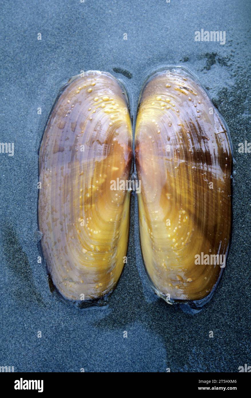 Razor clam shells, Ocean Beach State Park, Washington Stock Photo - Alamy