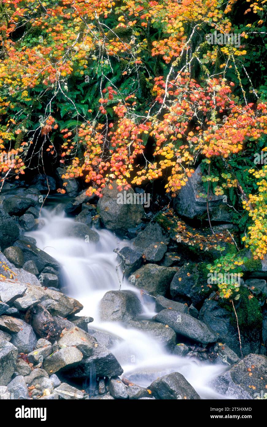 Autumn vine maple, Ross Lake National Recreation Area, Washington Stock ...