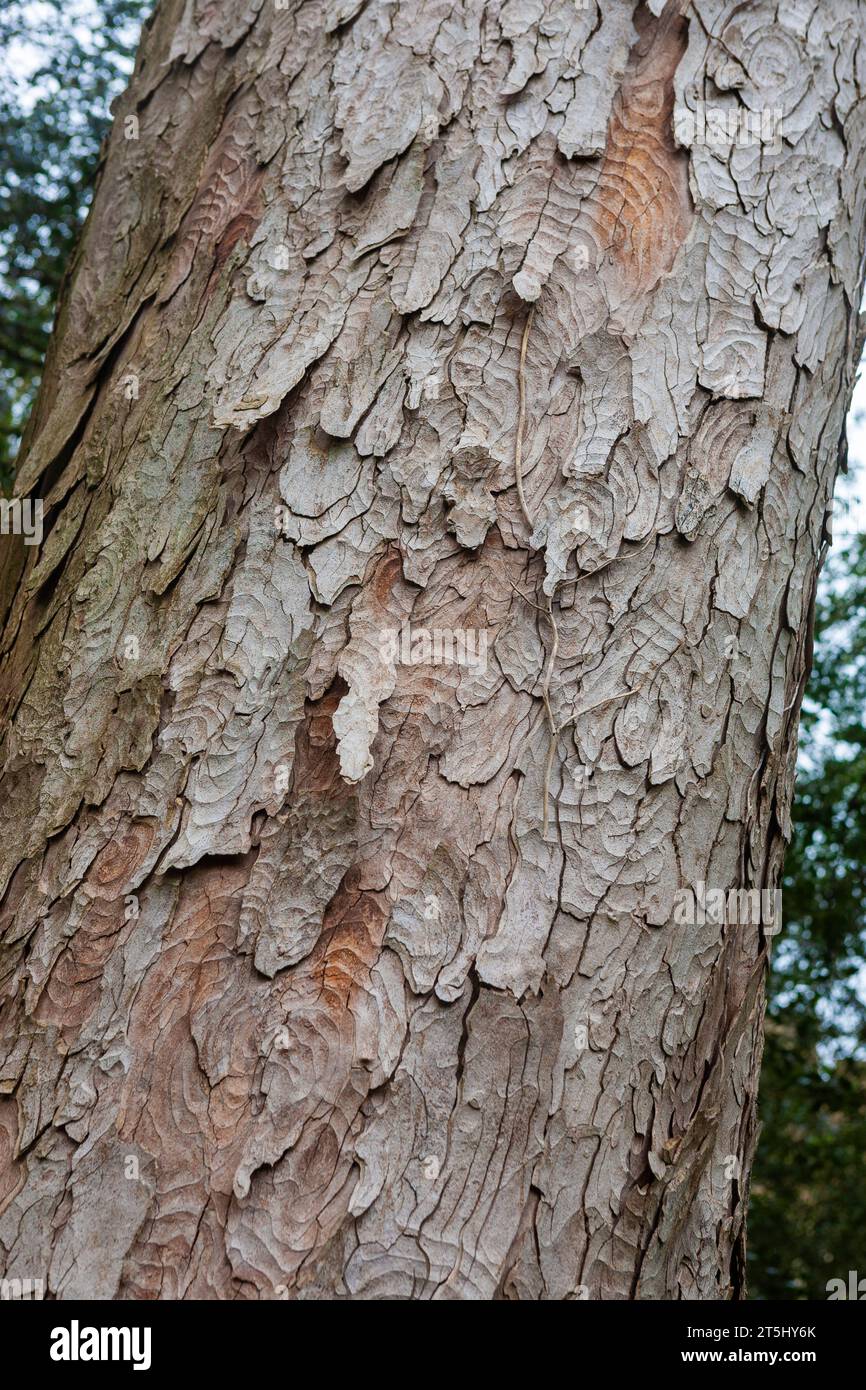 Close-up of the flaking bark of a Kauri tree (Agathis australis) in ...