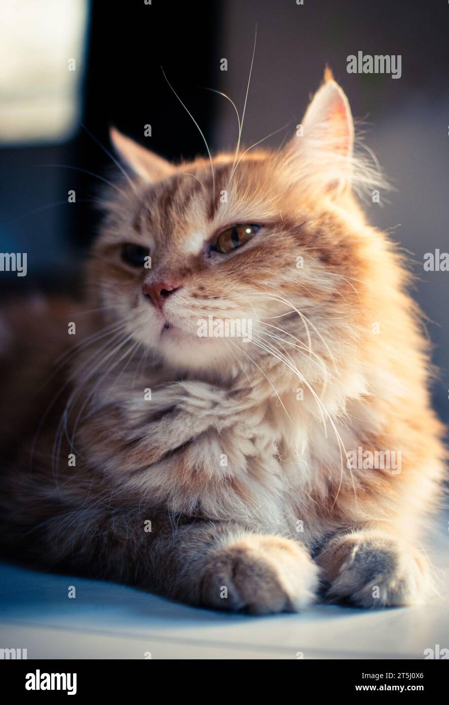 Gato amarelo hi-res stock photography and images - Alamy
