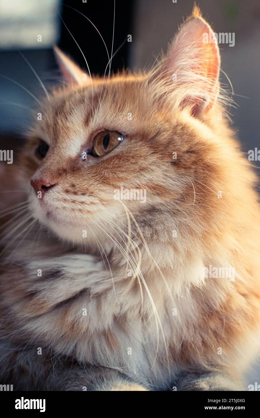Gato amarelo hi-res stock photography and images - Alamy