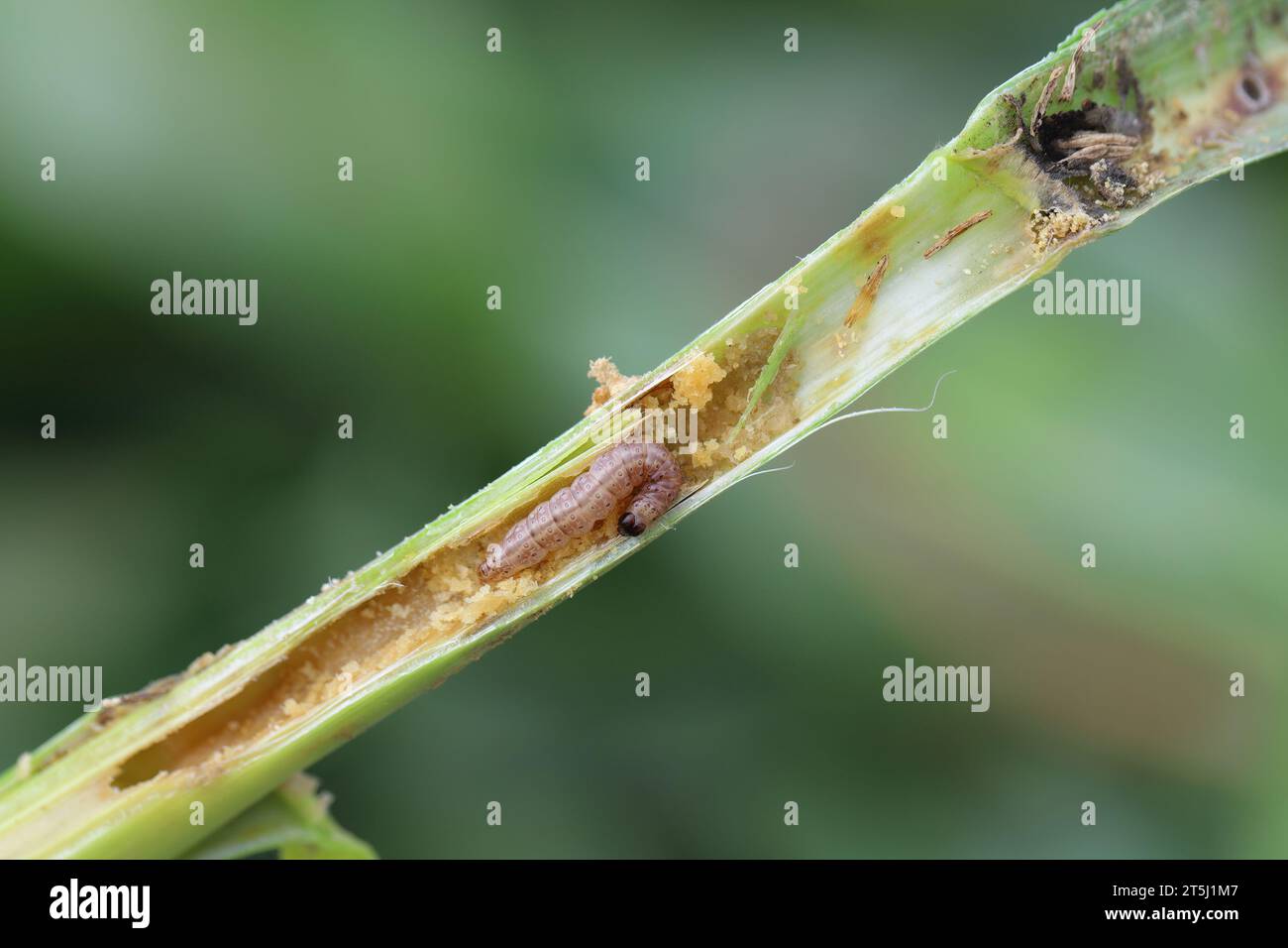 European Corn Borer (Ostrinia nubilalis), larva in maize (corn) stalk ...