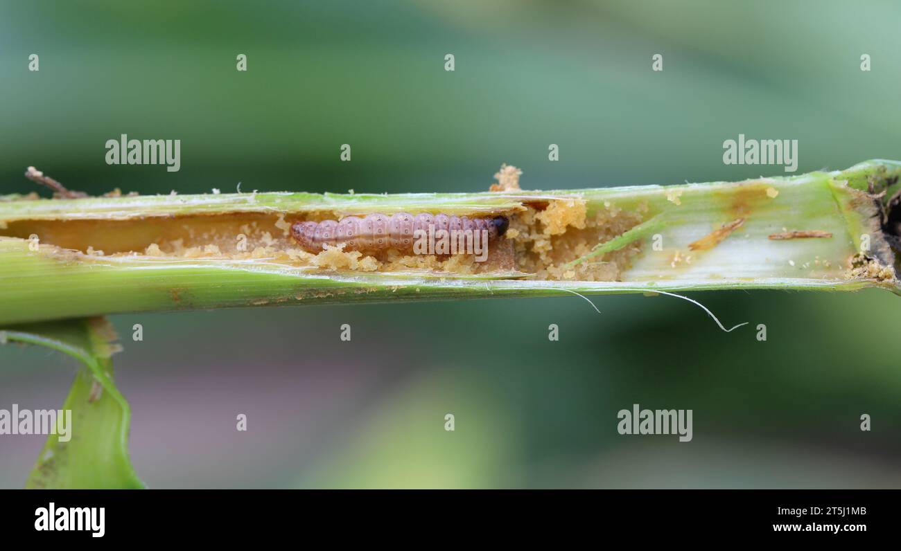 European Corn Borer (Ostrinia nubilalis), larva in maize (corn) stalk ...