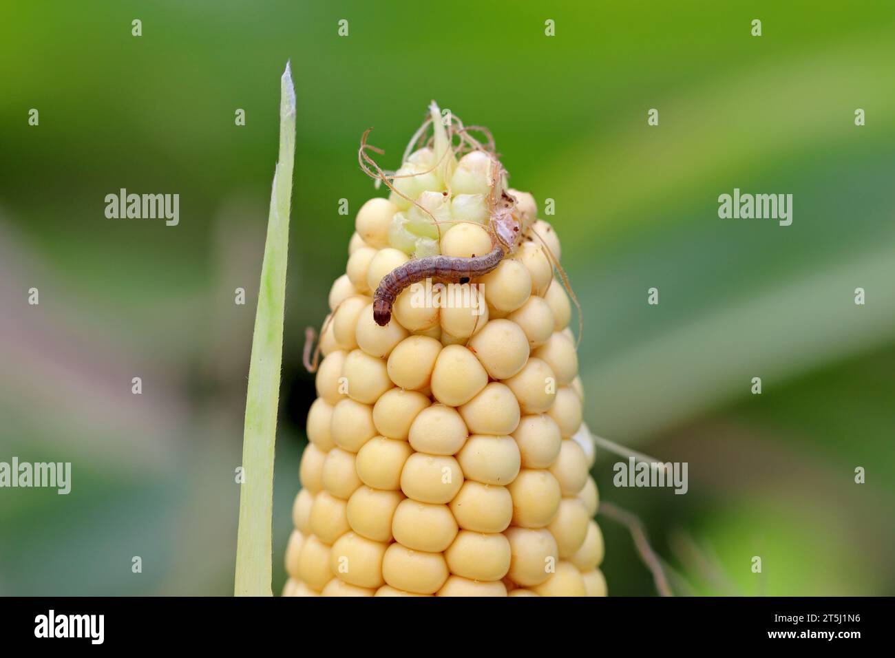 Maize, corn cob damaged by larva, caterpillar of European Corn Borer ...
