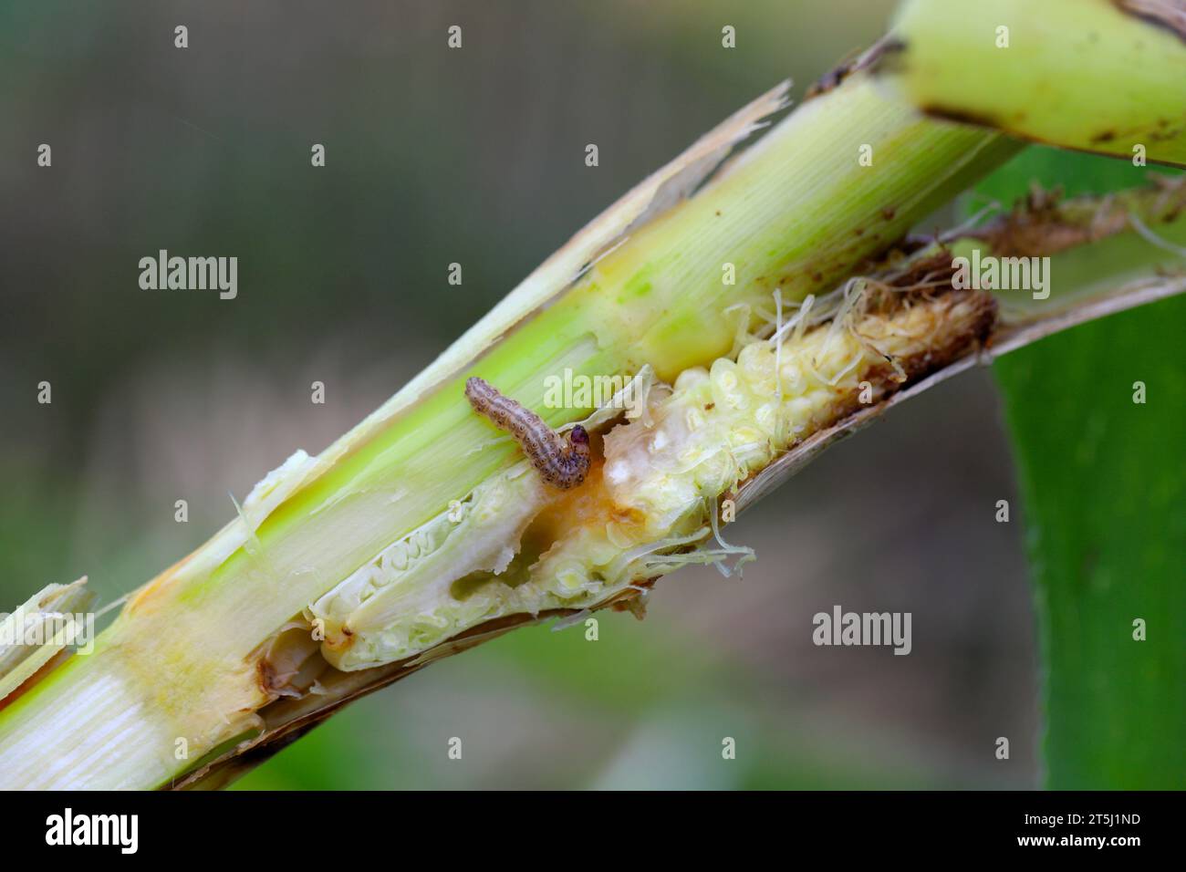 Maize, corn cob damaged by larva, caterpillar of European Corn Borer ...