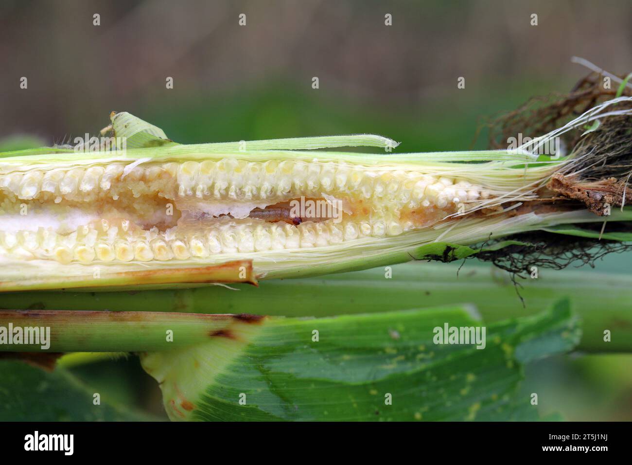 Maize, corn cob damaged by larva, caterpillar of European Corn Borer ...