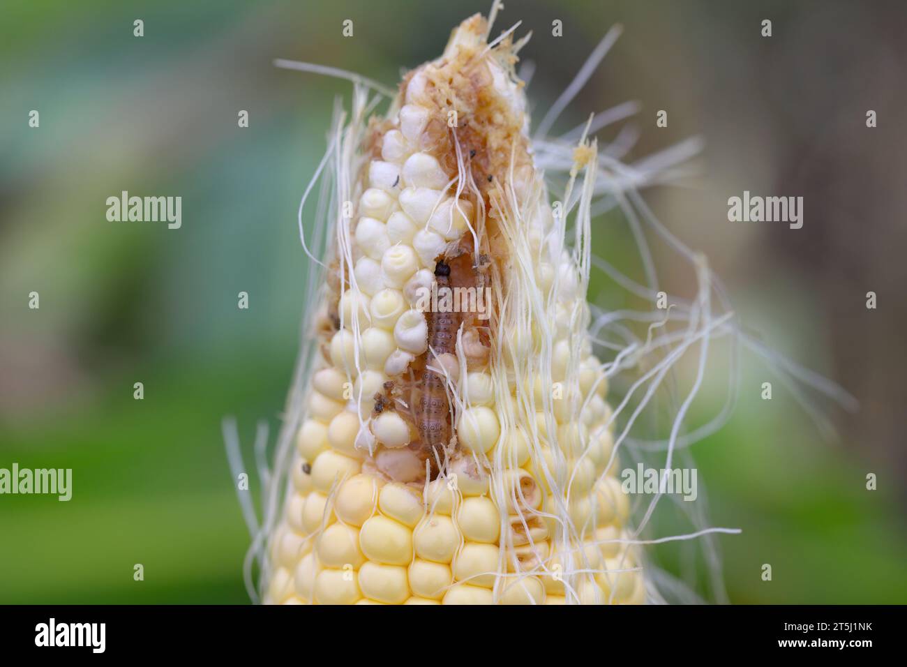 Maize, corn cob damaged by larva, caterpillar of European Corn Borer ...