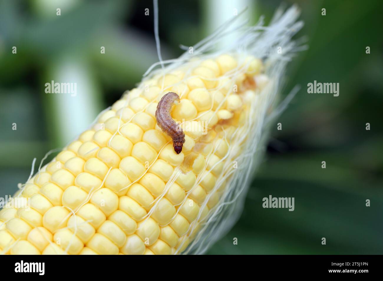 Maize, corn cob damaged by larva, caterpillar of European Corn Borer ...