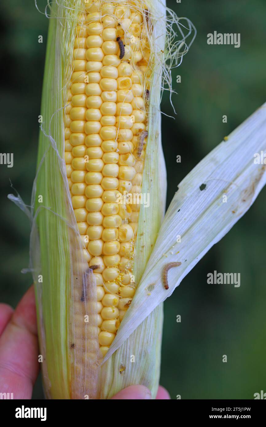 Maize, corn cob damaged by larva, caterpillar of European Corn Borer ...