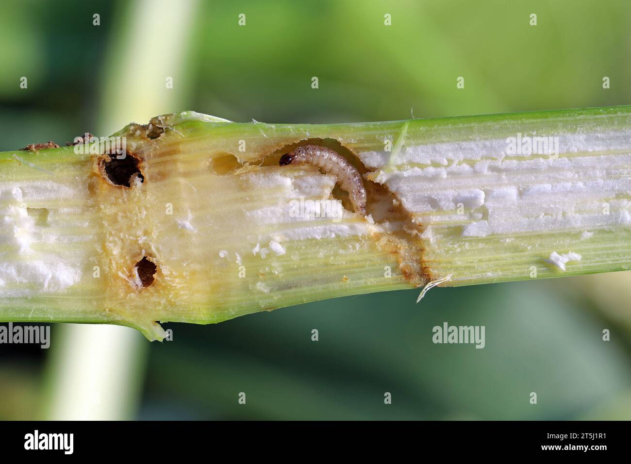 Maize, Corn (Zea mays). Detail of stalk damaged by European Corn Borer ...