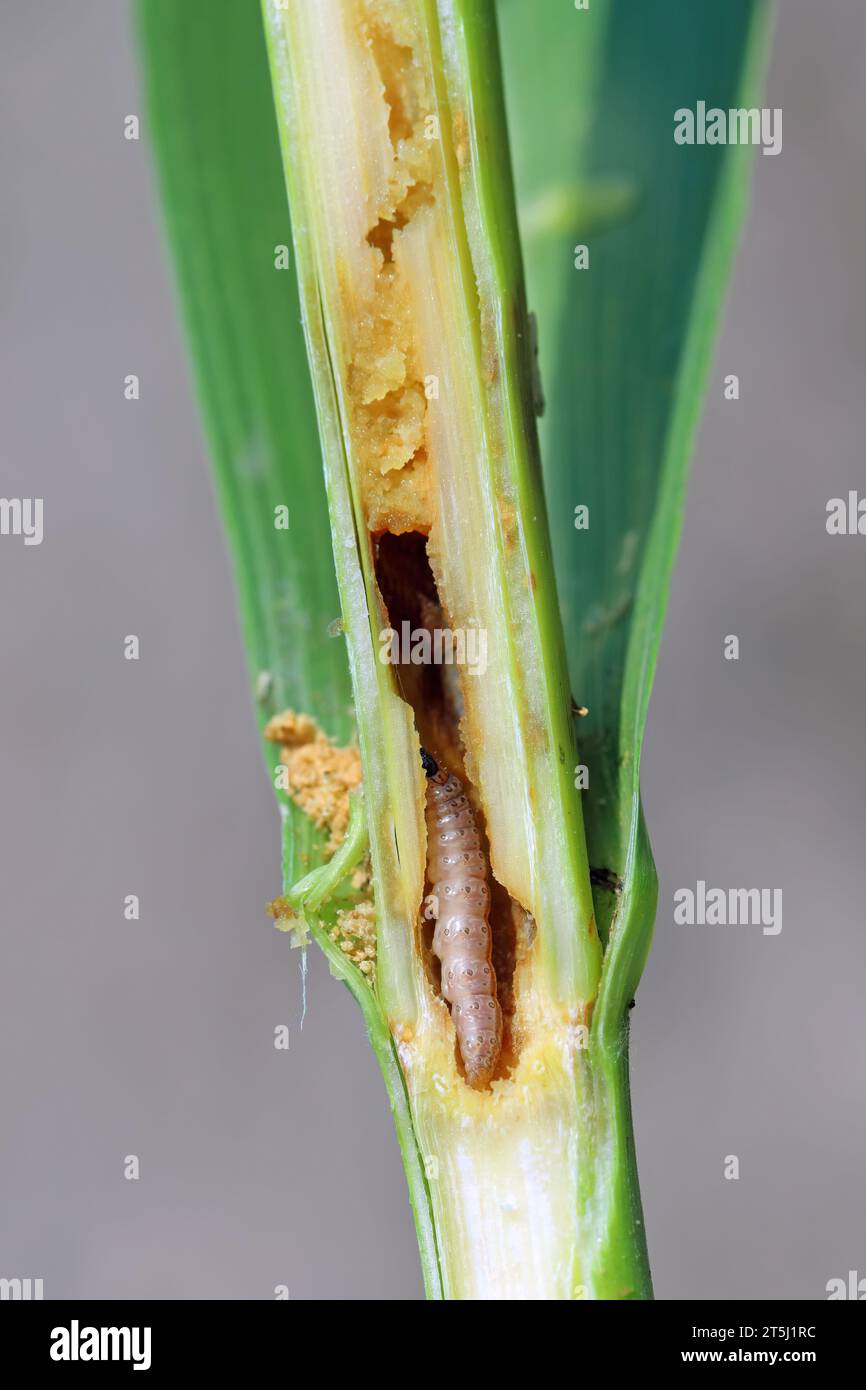 European Corn Borer (Ostrinia nubilalis), larva in maize (corn) stalk ...