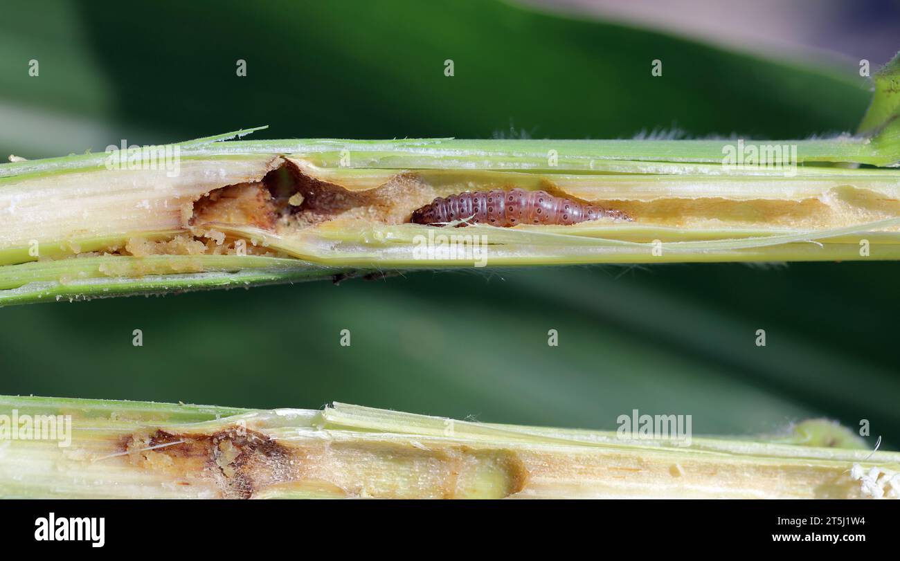European Corn Borer (Ostrinia nubilalis), larva in maize (corn) stalk ...