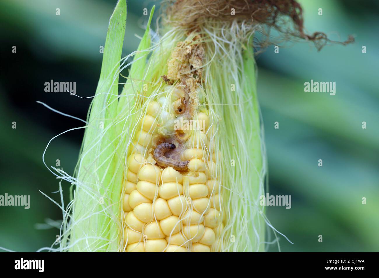 Maize, corn cob damaged by larva, caterpillar of European Corn Borer (Ostrinia nubilalis). It is ...