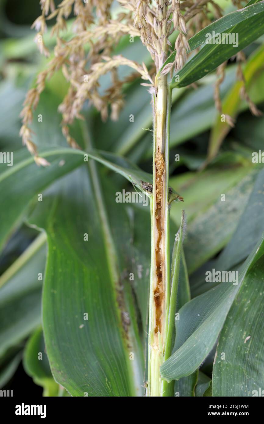 European Corn Borer (Ostrinia nubilalis), larva in maize (corn) stalk ...
